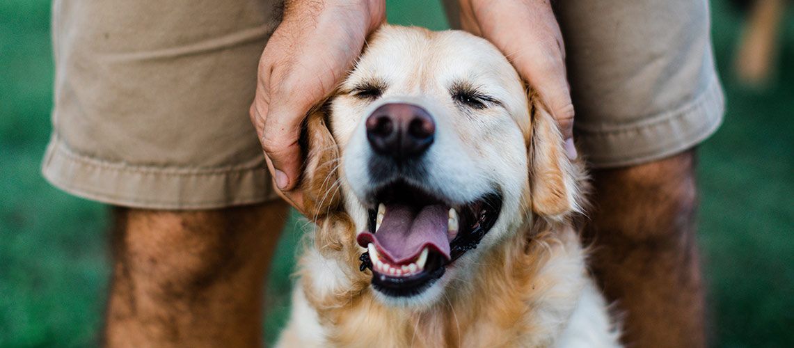 Educating Pet Owners on Kidney Injury - The Vetiverse