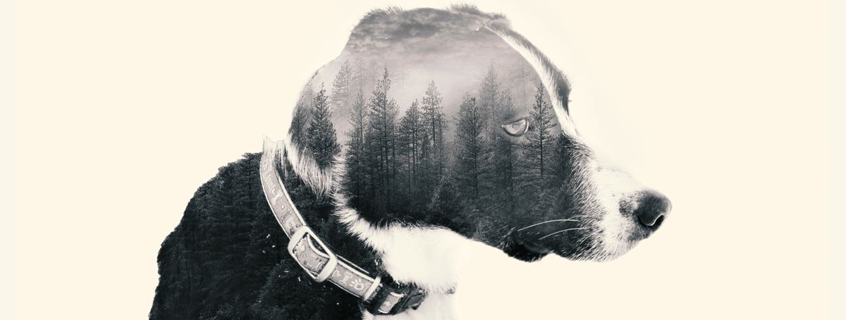 VBD Screening: 3 Steps to Take When "Healthy" Pets Test Positive - The ...