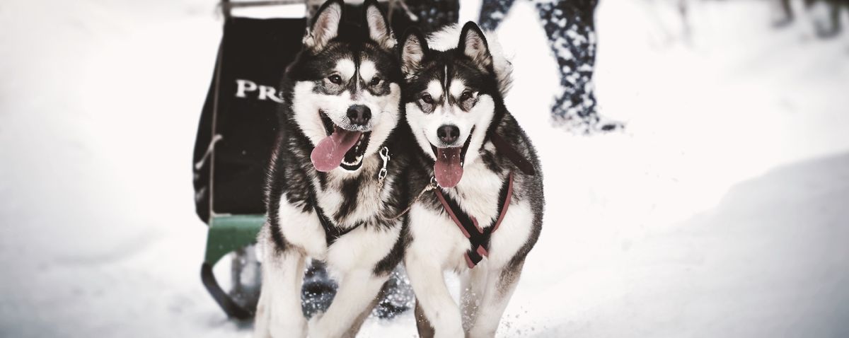 SDMA検査：ペットの慢性腎臓病だけでなく他の疾患も検出 - The Vetiverse