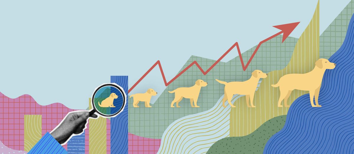 The Importance of Preventive Care Screening for Young Adult Pets - The ...