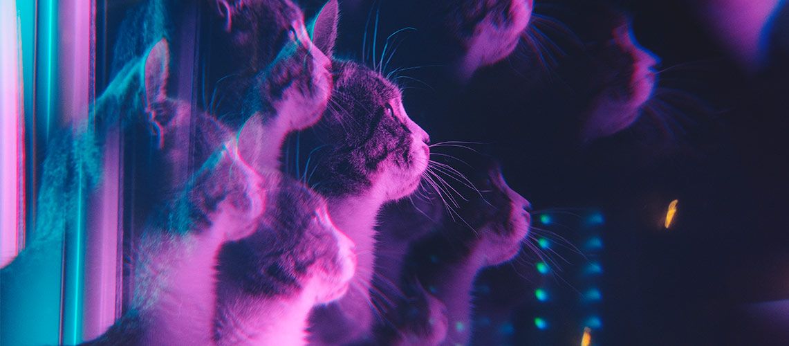 Why It's Important to Test Cats for Feline Leukemia Virus, Feline ...